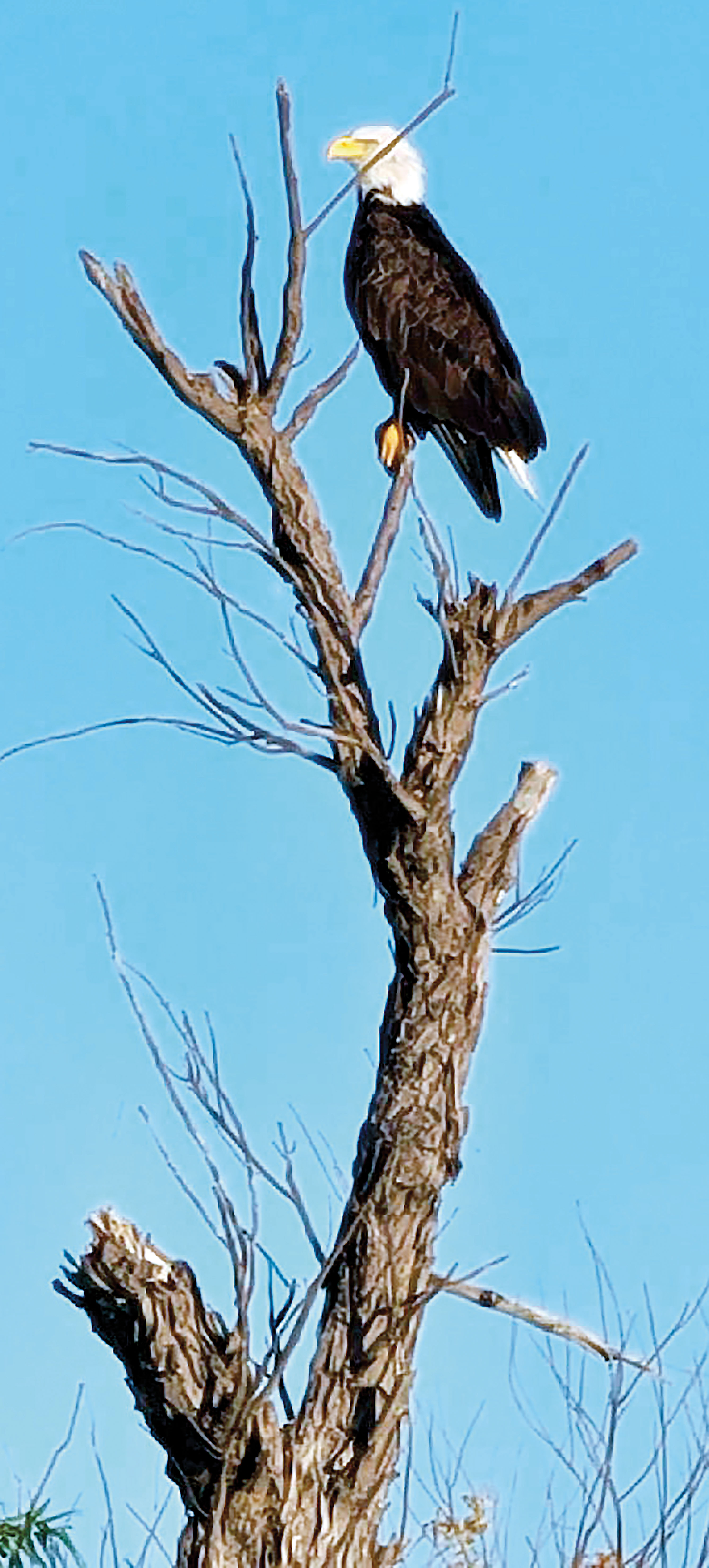 Eagle-eye view | El Reno Tribune