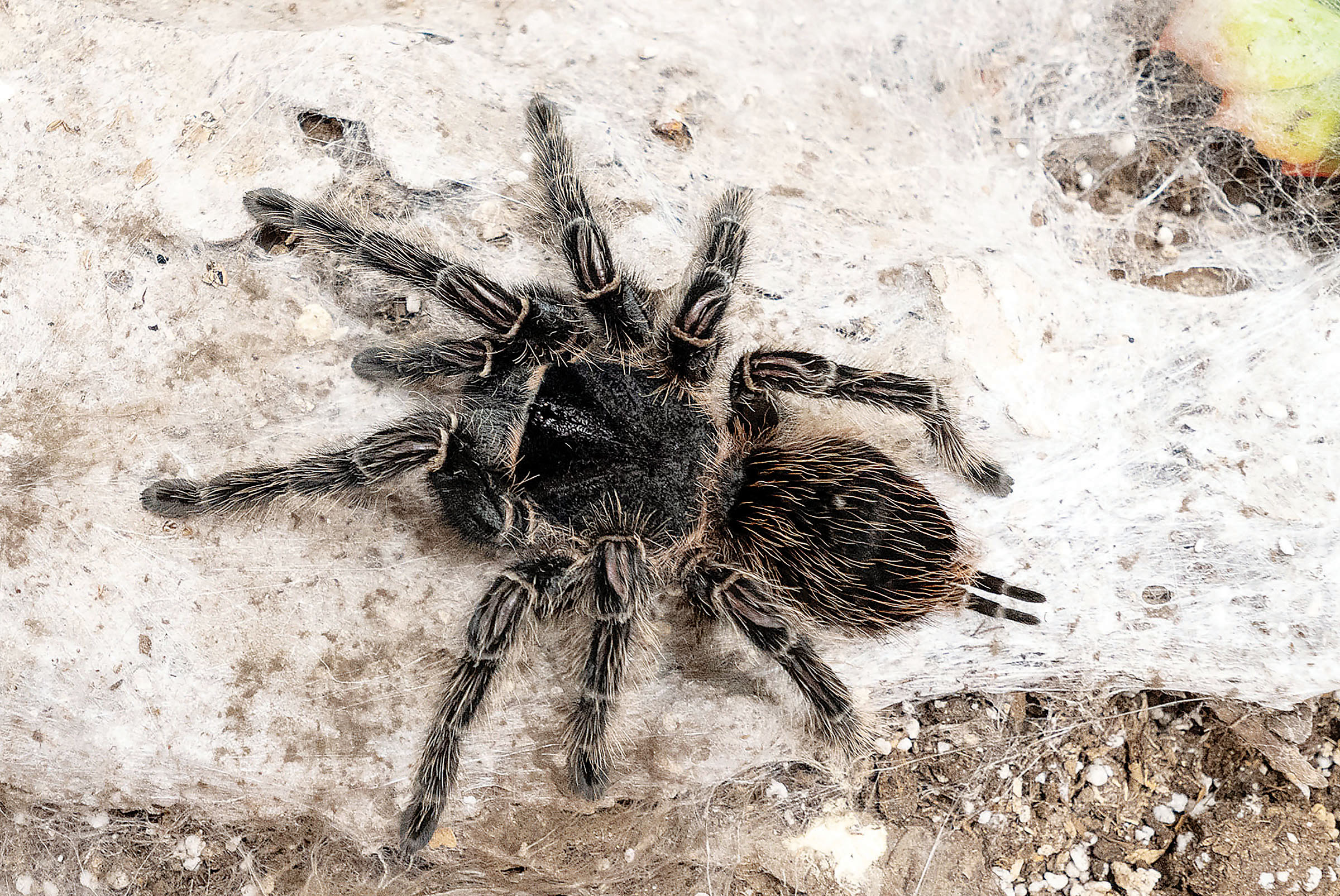 Male tarantulas on the prowl this fall season | El Reno Tribune