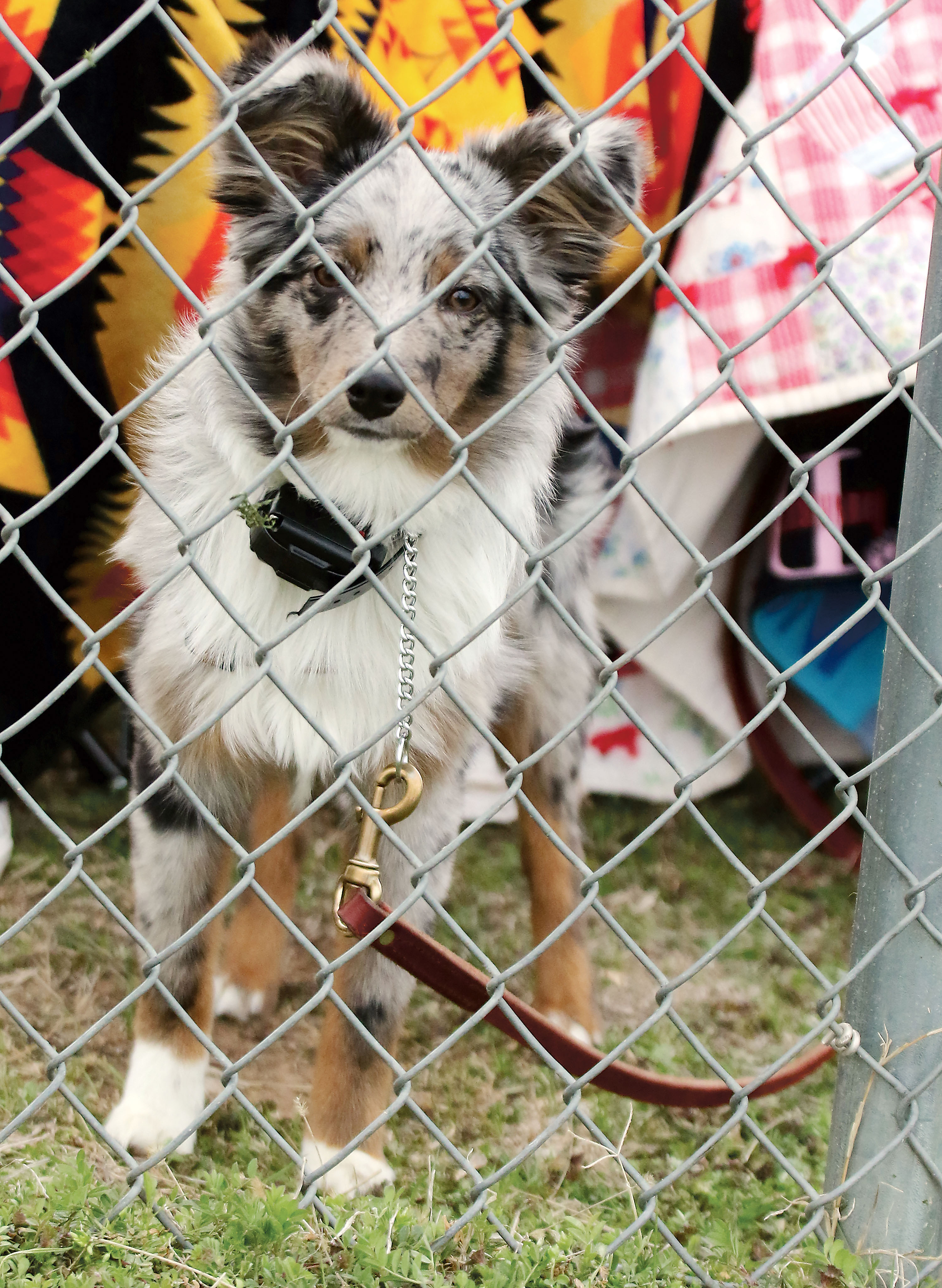 Four-legged fan | El Reno Tribune