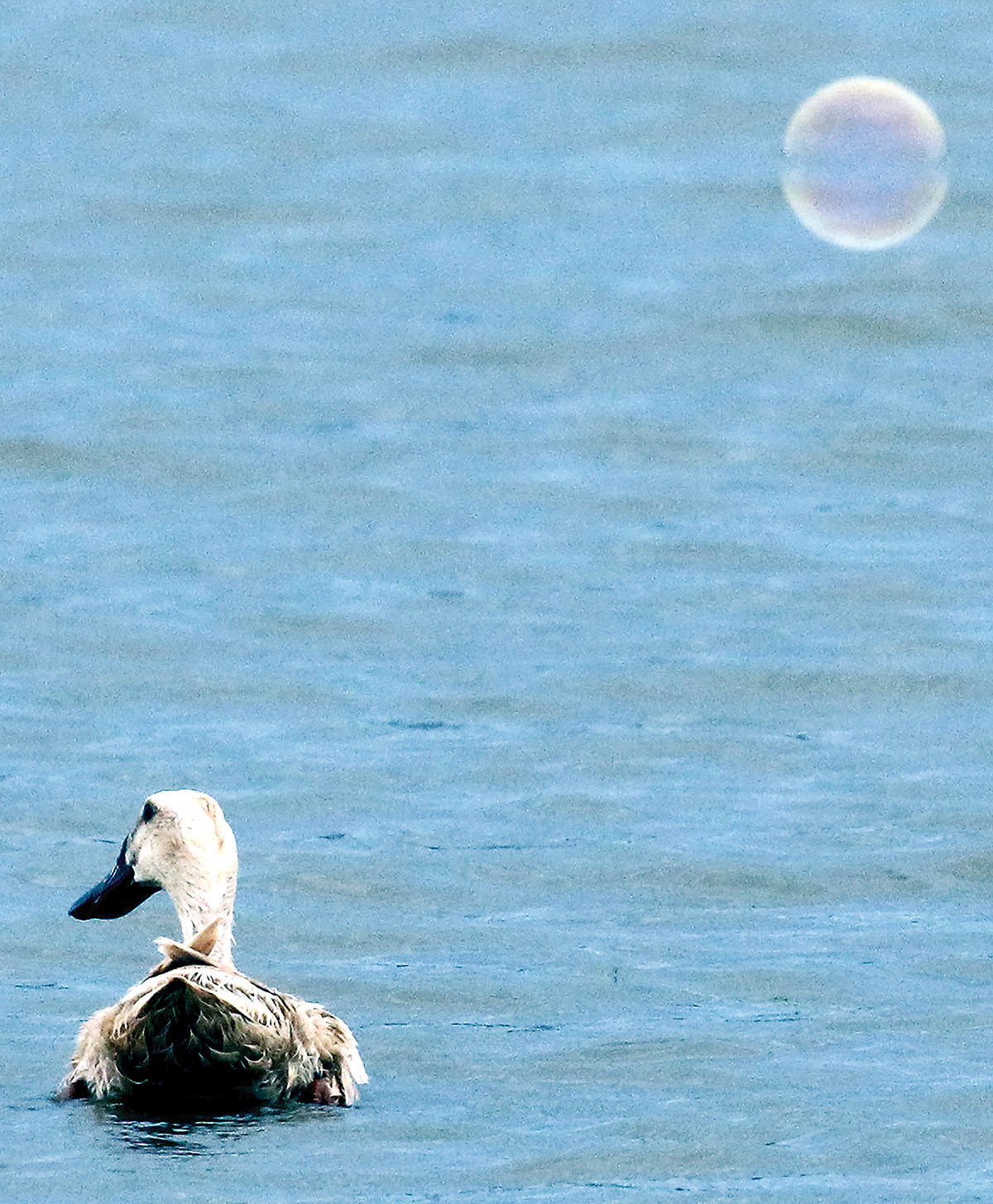 Floating bubble | El Reno Tribune