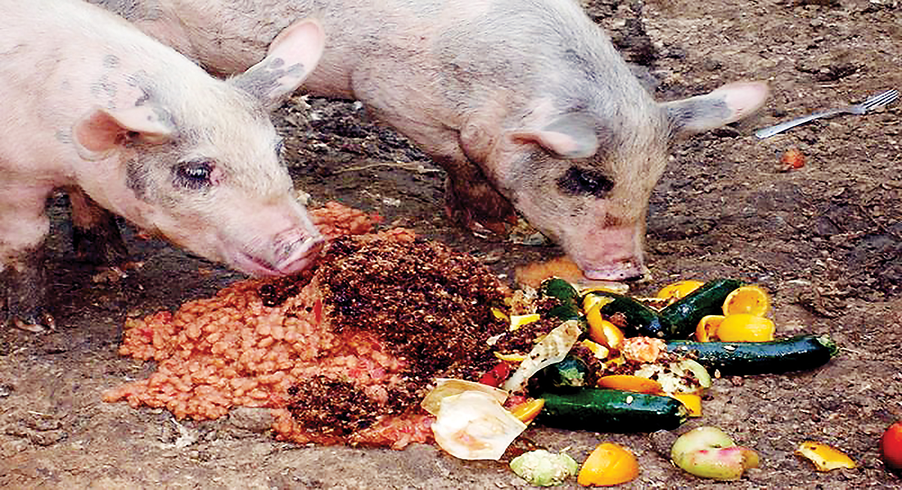 Swine garbage feeding prohibited in Oklahoma after November 1 | El Reno ...